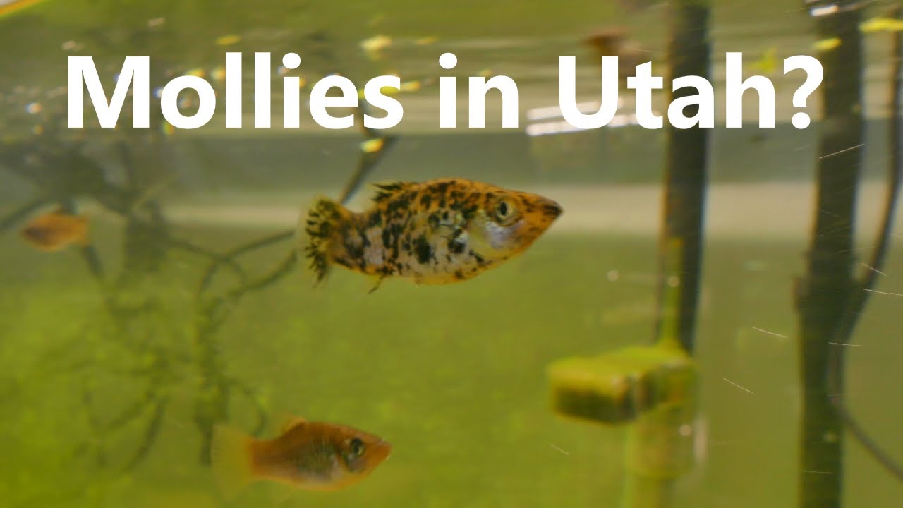 Haw did these tropical fish get to Utah. - Mollies - YouTube