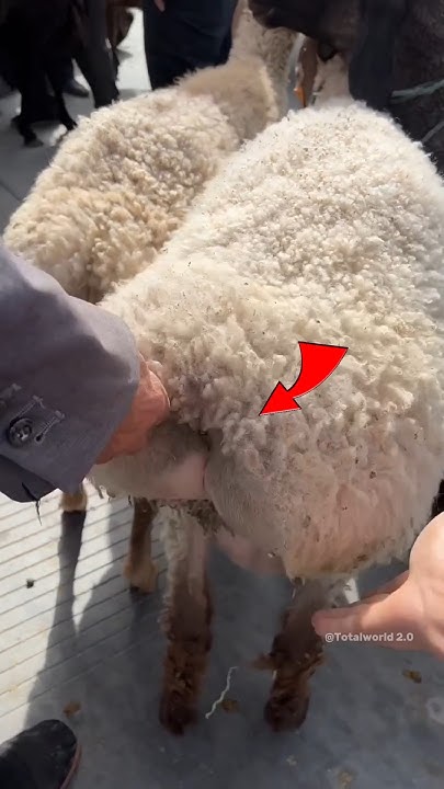 World's Most Unique Sheep 😲 - YouTube