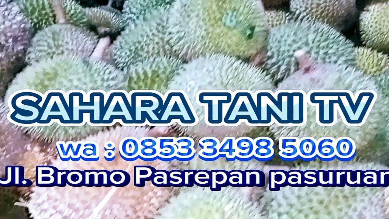 REVIEW DURIAN MERICA & KASMIN DI SAHARA TANI PASAR BUAH PASREPAN ...