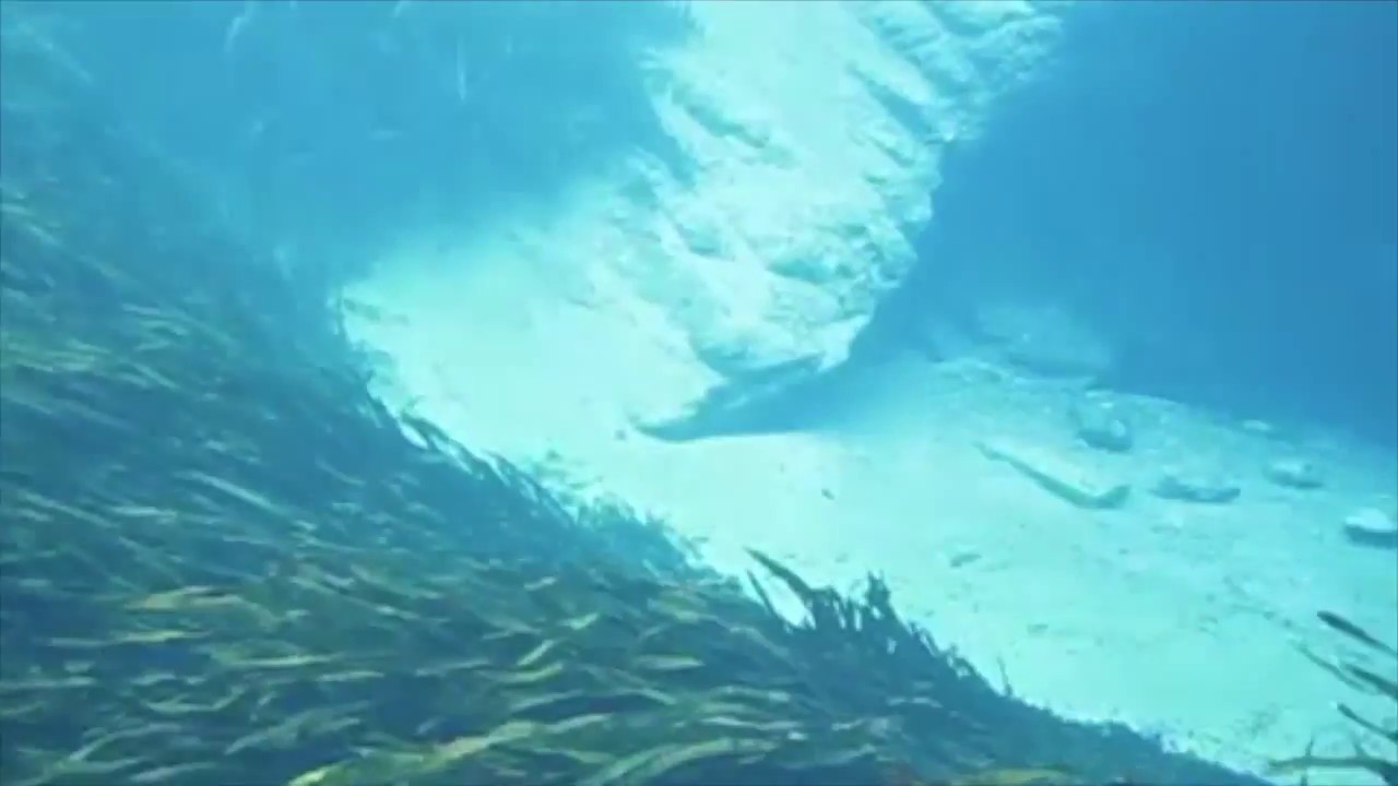 Diving in Jackson Blue Springs County Recreation Area in Marianna ...