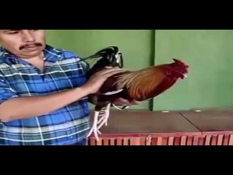 Entrevista Felipe ceceña Potrero Nuevo - YouTube