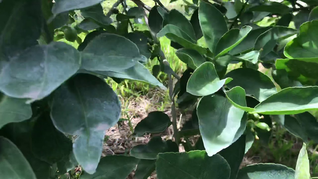 Limón Persa de calidad - YouTube