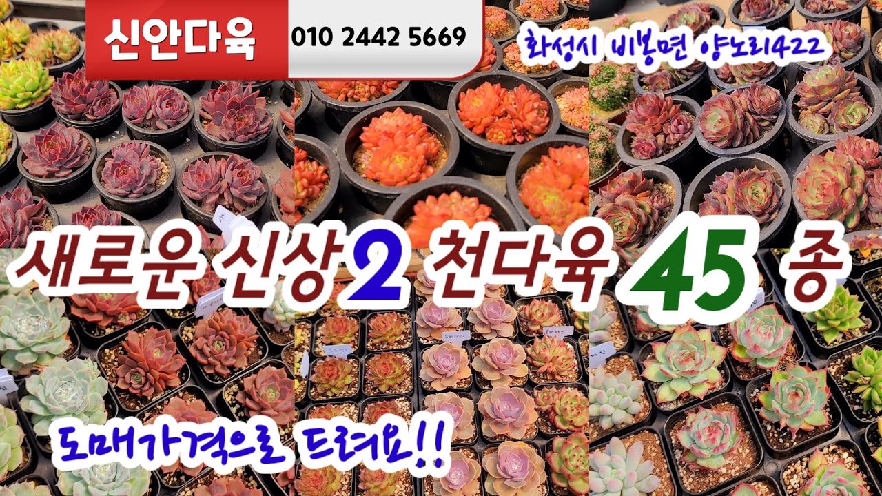 신안다육 새롭게 들어온2천 다육45종 소개 도매가격으로 득템하세요💗5천다육 중품다육13종 착한가격 홍매화5천 멜리오다스