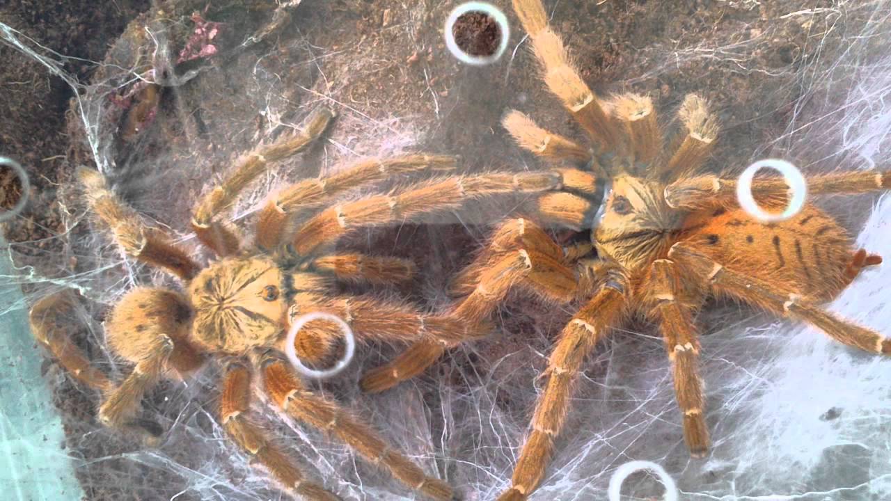 Tarantula Mating Attempt: Orange Baboon Tarantula | Rare Footage from ...