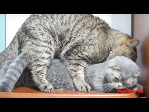 #Cats Mating Season and Giving Birth - YouTube