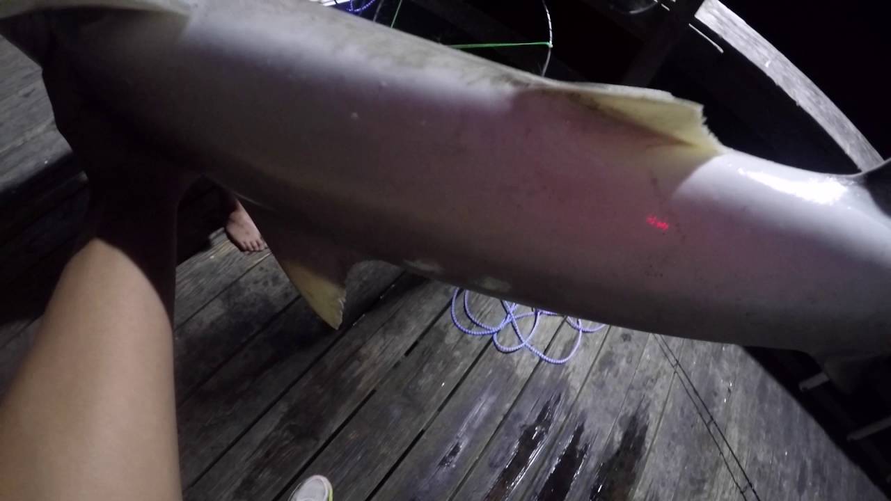 Pier Shark Fishing- Ocean Isle Beach - YouTube