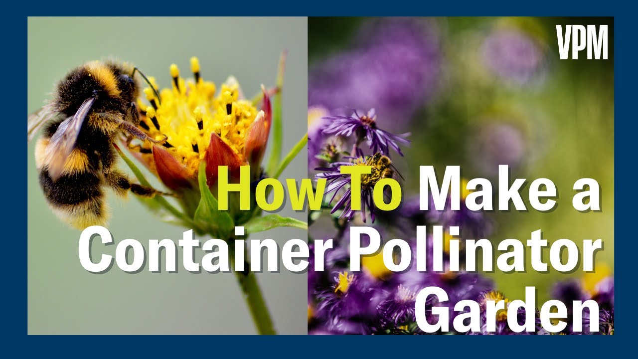 How to Make a Container Pollinator Garden - YouTube