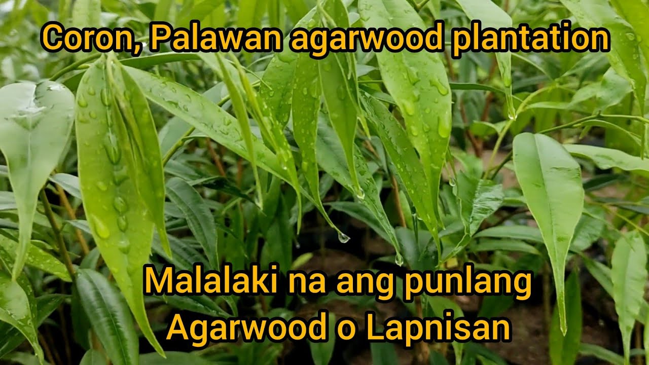 how to plant Agarwood or lapnisan? ||planting tutorial # ...