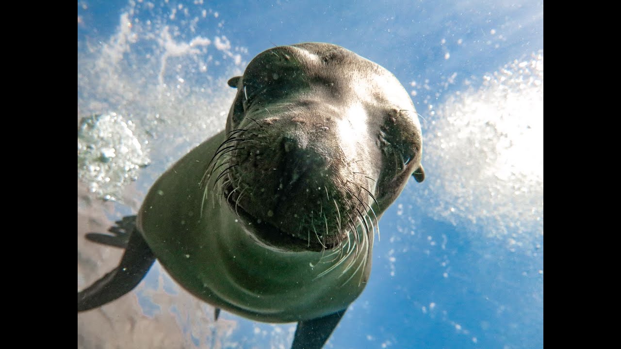 Merülés fókákkal Mexikó partjainál - YouTube