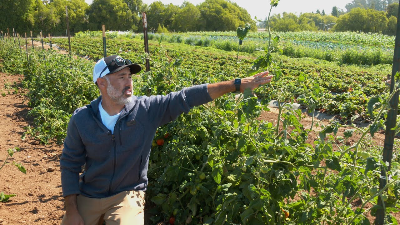 Highlights of Growing Dry-Farmed Tomatoes - YouTube