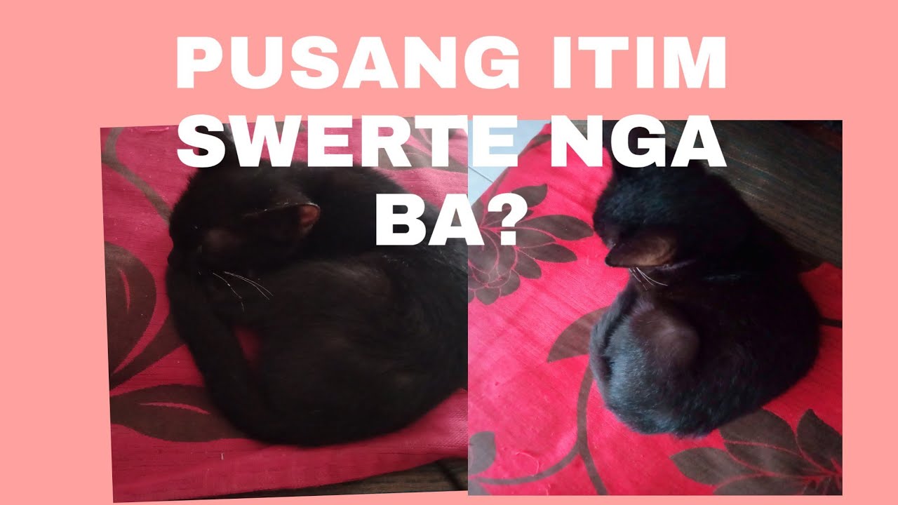 PUSANG ITIM SWERTE NGA BA? - YouTube