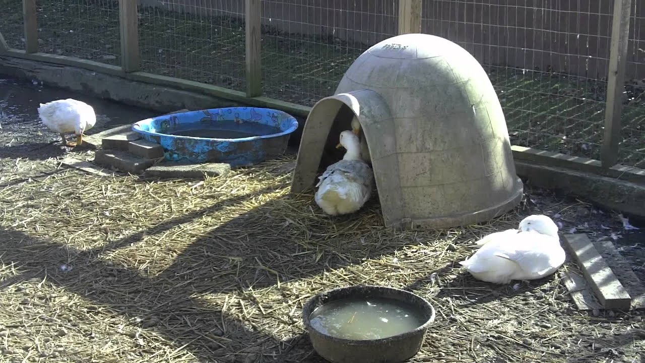 Happy Trails Animal Farm Sanctuary - YouTube