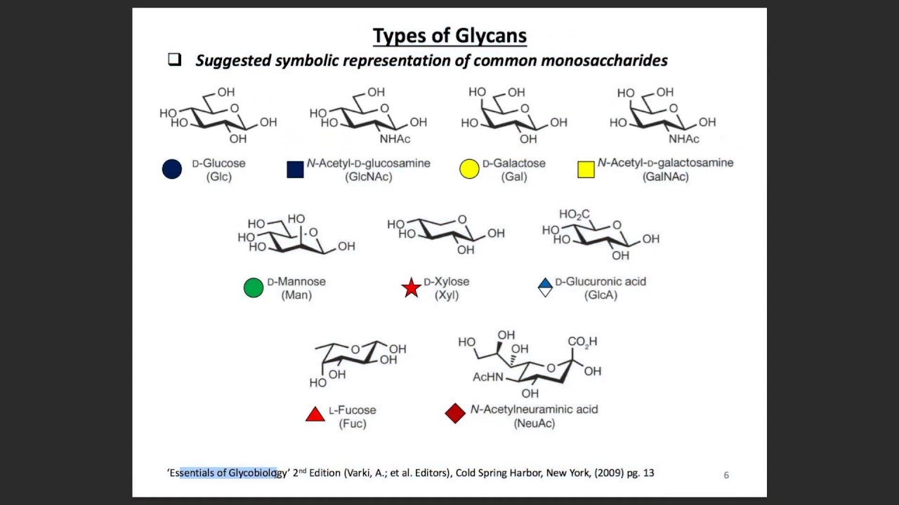 N & O glycans and Sialic Acid Glycans - YouTube