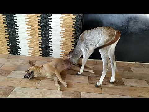 Calf drinking dog milk