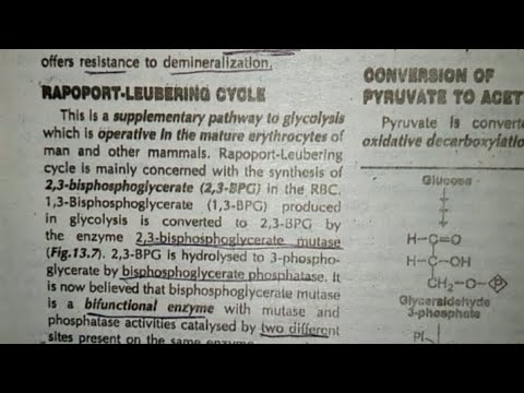 Rapoport-Leubering Cycle - YouTube