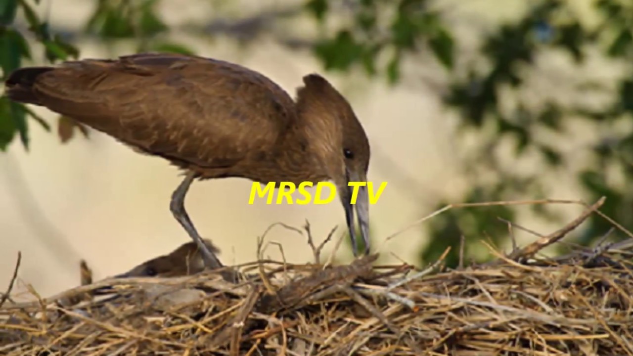 31 Hamerkop African Birds! Hamerkop African Birds! Top 31 Rears ...