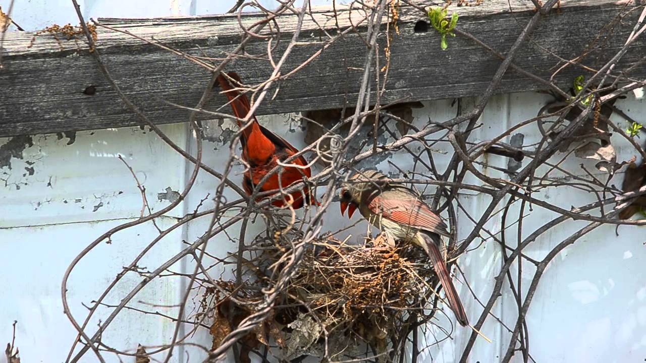 Mom and Dad Cardinals feeding their babies. - YouTube