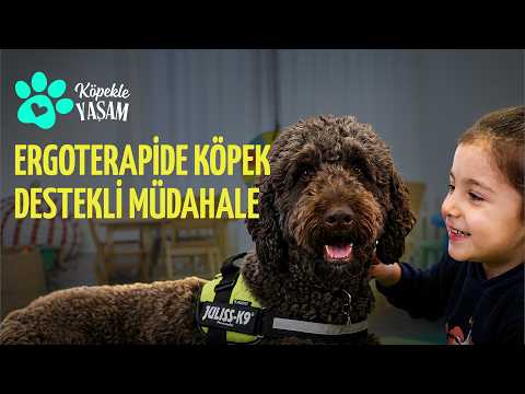 Terapi Köpekleri | Ergoterapide Köpek Destekli Müdahale | Köpekle Yaşam 6. Bölüm