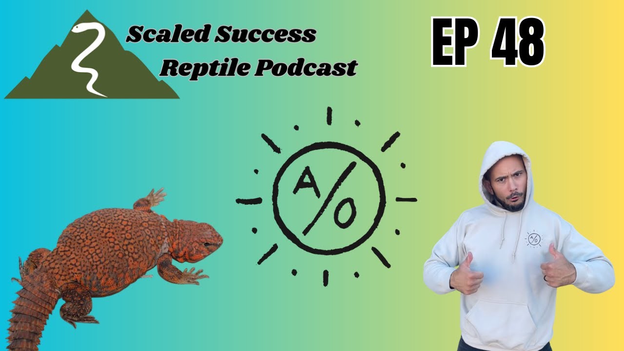 Scaled Success EP 48 | Ardis Only Phillip Lietz - YouTube