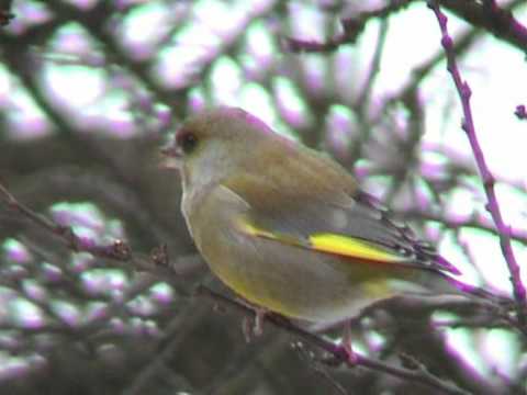 Carduelis chloris  Zvonek zelený.mpg