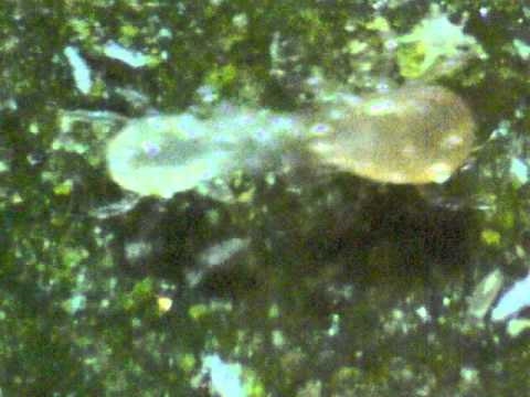 Gene Basler neoseiulus fallacis predaceous mite tug of war - YouTube