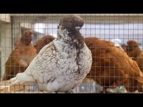 Top Quality Black Male & Brown Female Blondinette Pigeons | Rare Fancy Pigeons | Mr Bird