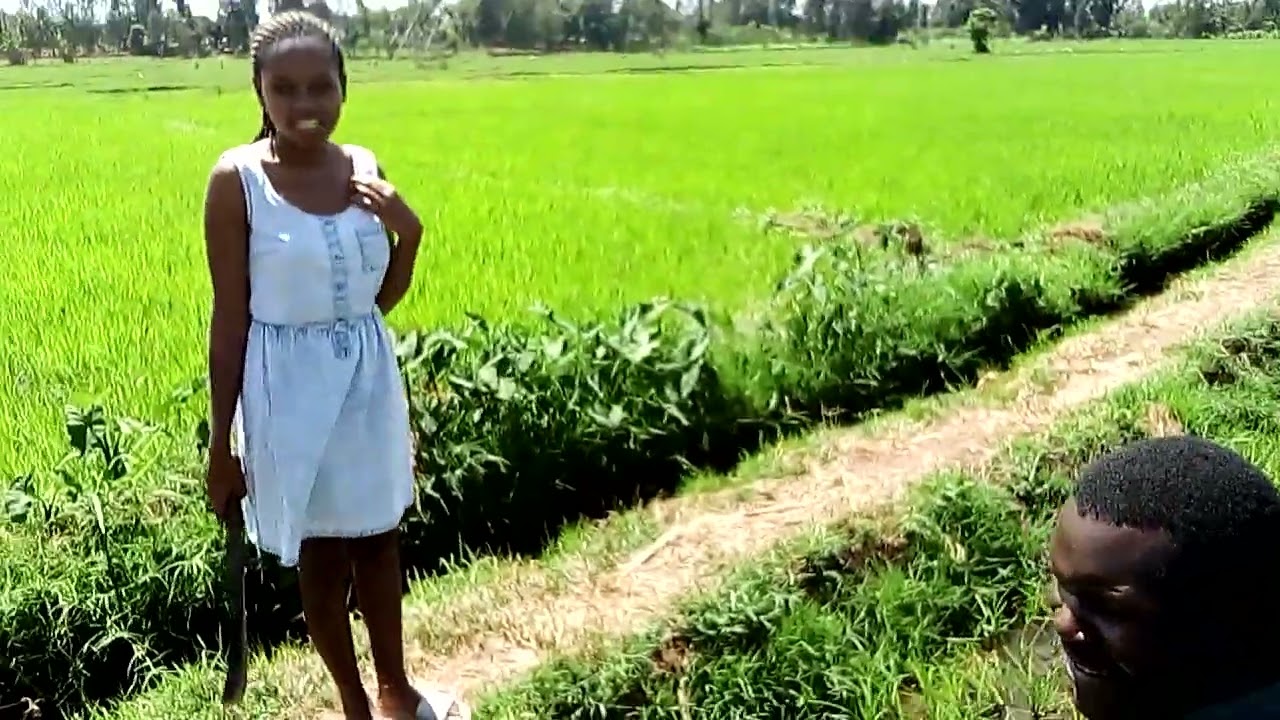 Behind the scenes/Mwea Tebere irrigation scheme/Farming/fertilizers ...