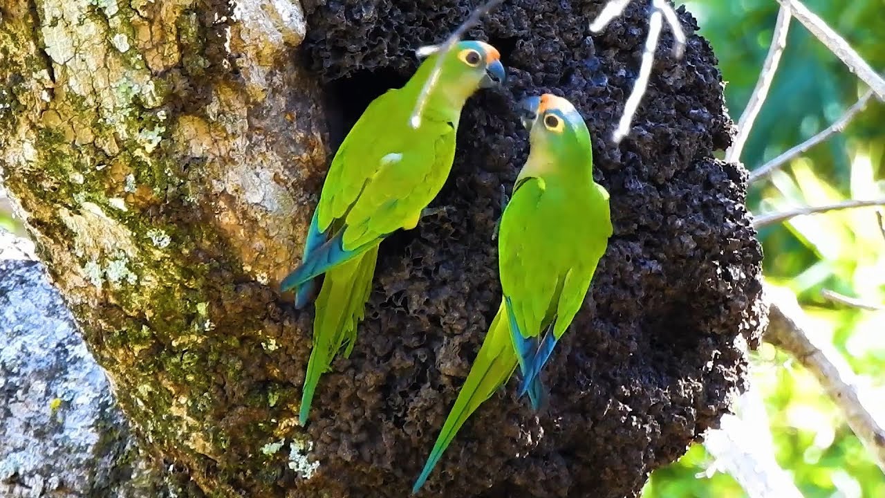 PEACH-FRONTED PARAKEET (EUPSITTULA AUREA), PERIQUITO REI, Nesting in ...