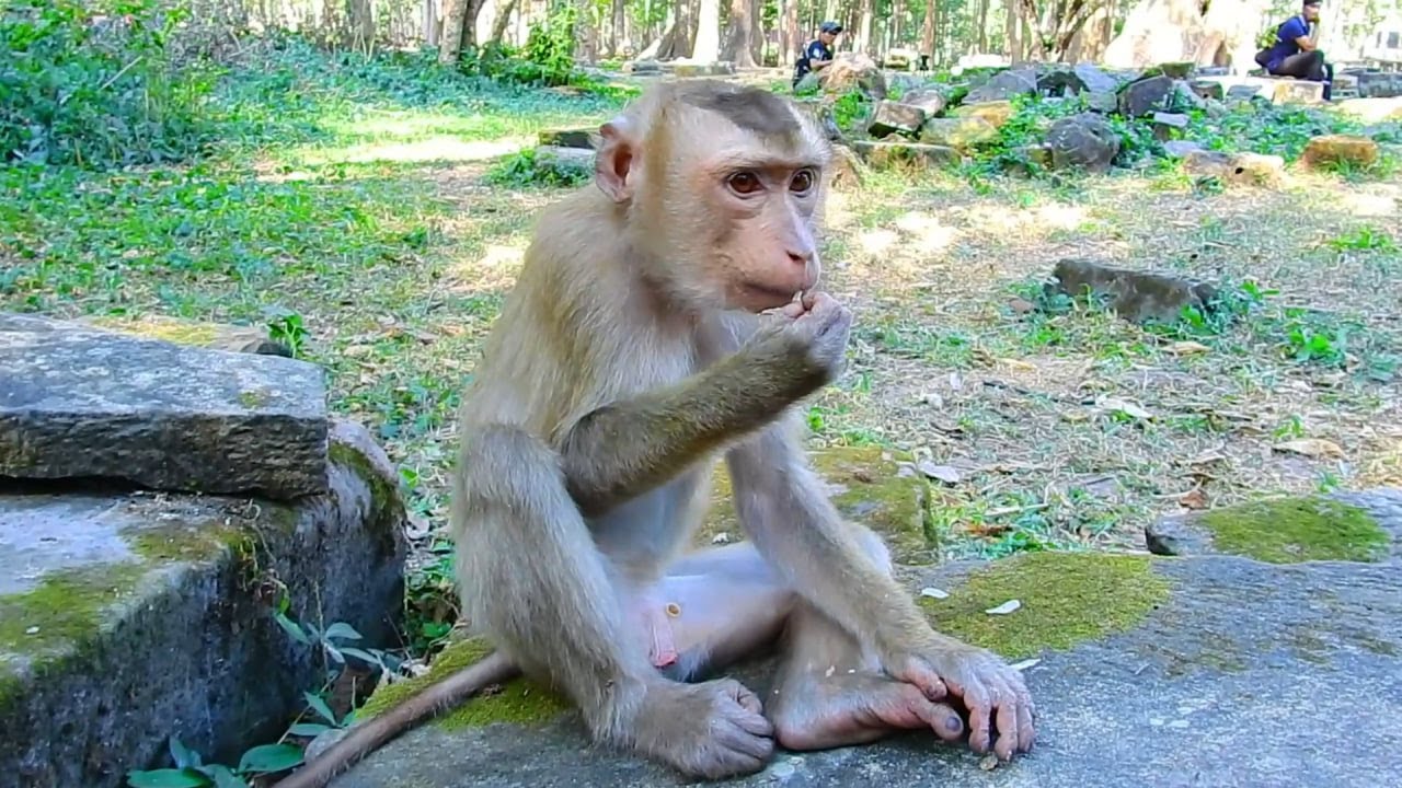 Oh, Monkey Rojo is so skiny😮 - YouTube