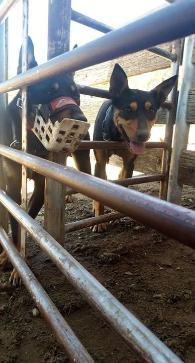 Jet shifting sheep through yards - YouTube