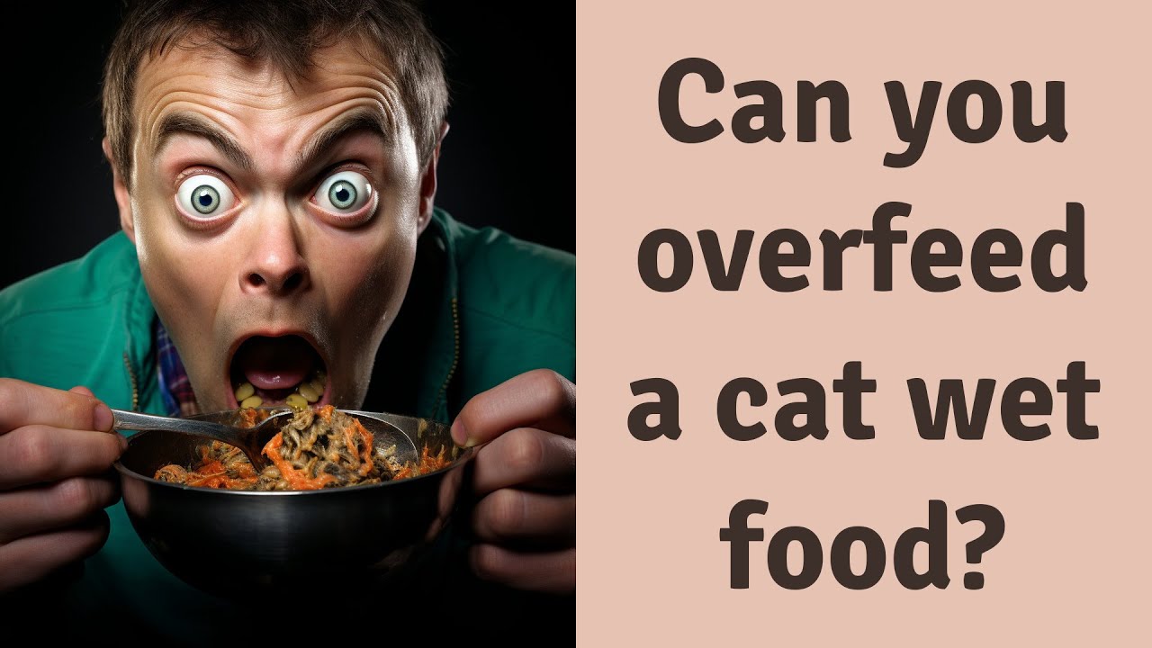 Can You Overfeed A Cat Wet Food YouTube can-you-overfeed-a-cat-wet-food-youtube