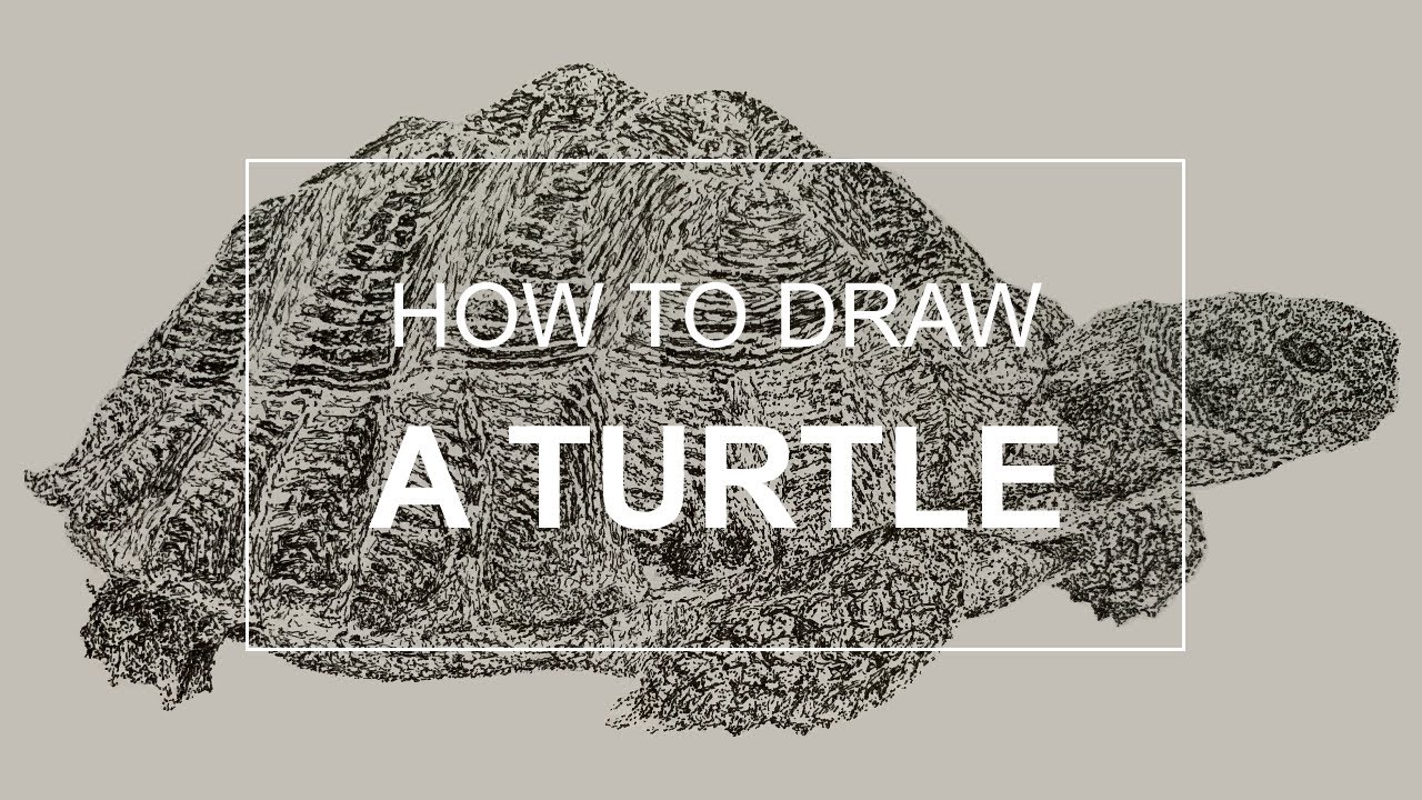 How to draw a Turtle! | Fineliner Turtle Drawing Timelapse (speed ...