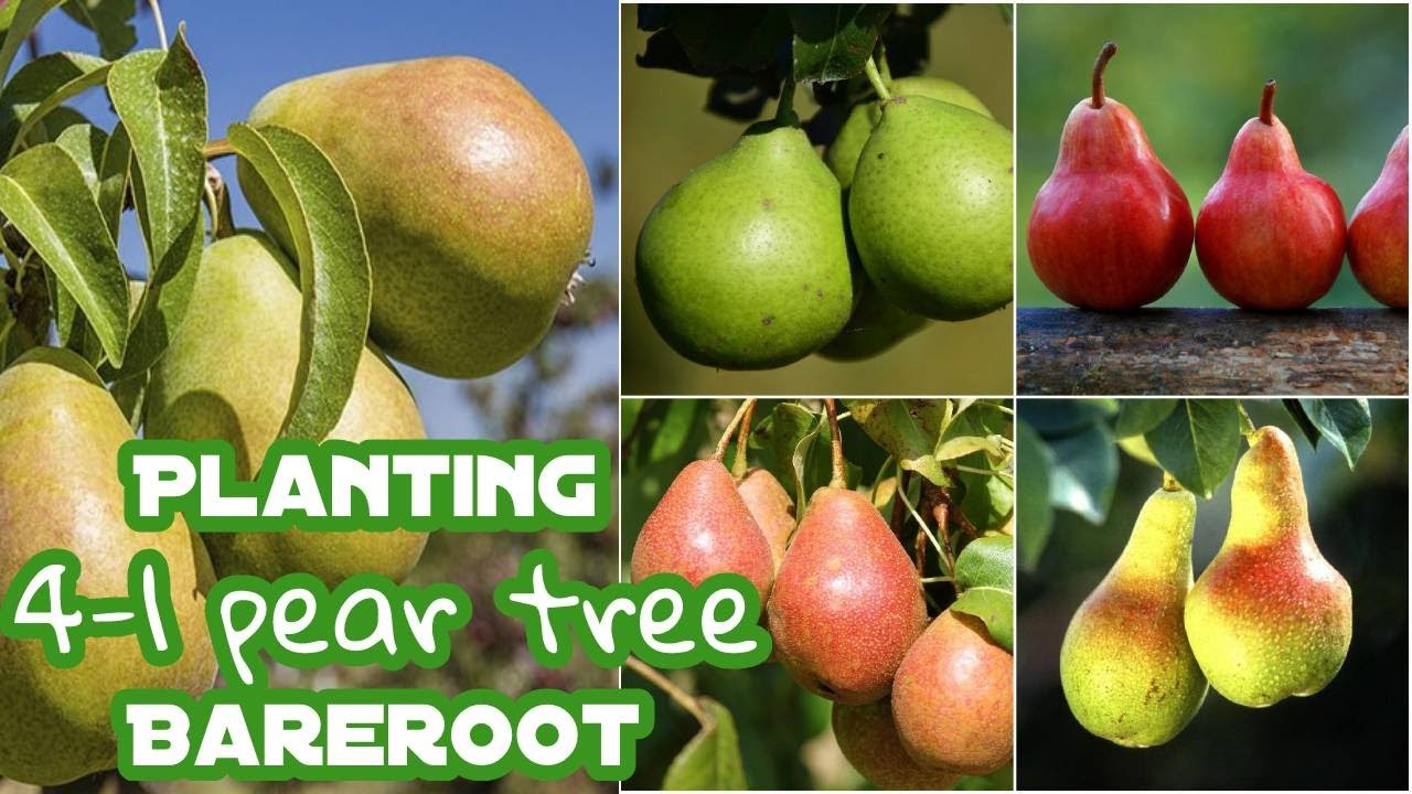 Planting 4-1 Pear Tress 🍐 | Bare Root European Pear // Lovely Garden ...