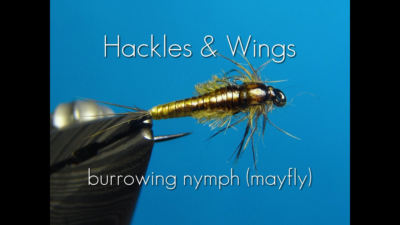 Fly Tying Burrowing Nymph (Mayfly) | Hackles & Wings - YouTube