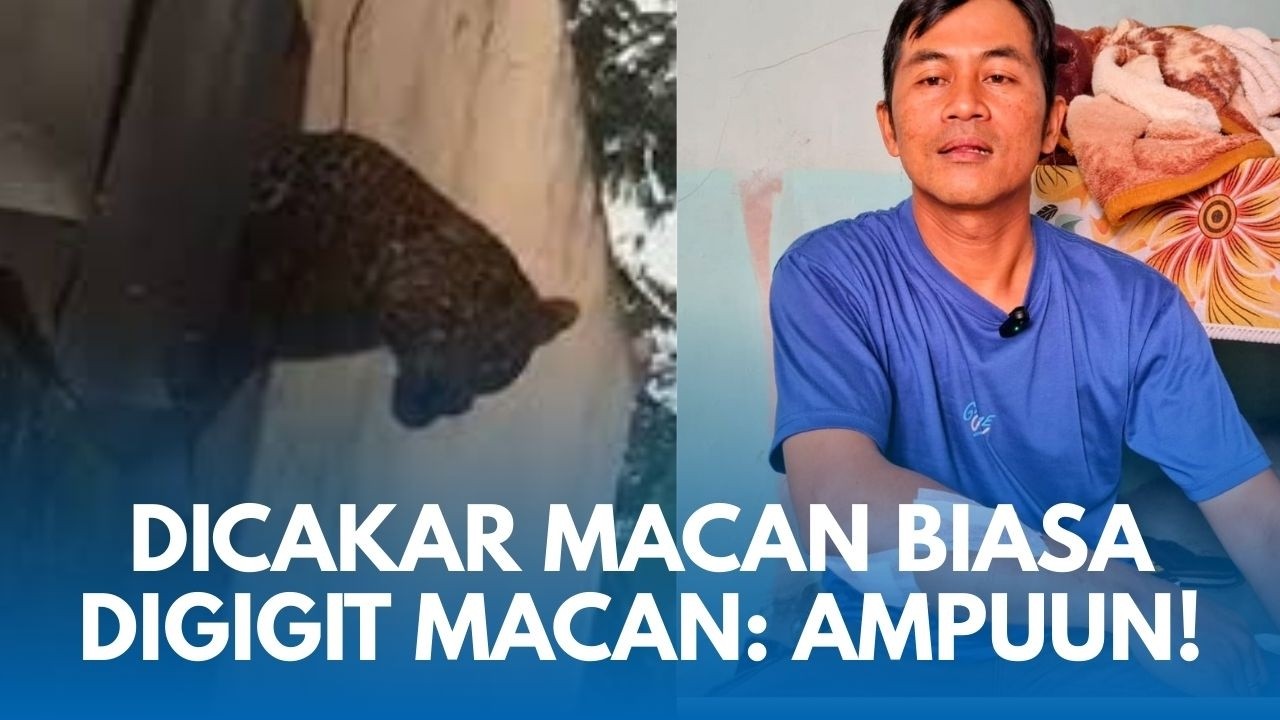 SAKSI KATA Anies Dicakar Digigit Duel dengan Macan Tutul Bandung: Saya ...