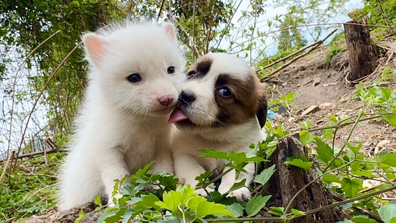 I’m completely melted! Who knew the fox and pup’s first adventure would ...