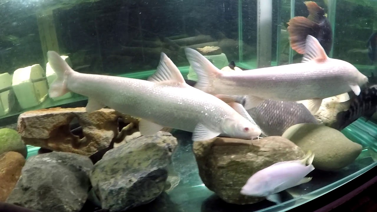 Two Aral or Caspian barbel, ~1.5', clip from longer videos - YouTube