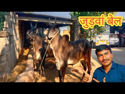 twins Ox जुड़वां बेल નંબર વન બળદ - YouTube