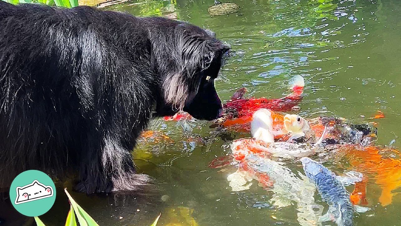 Gentle Pup Runs To Pond Everyday To Meet His Fish Buddies | Cuddle ...