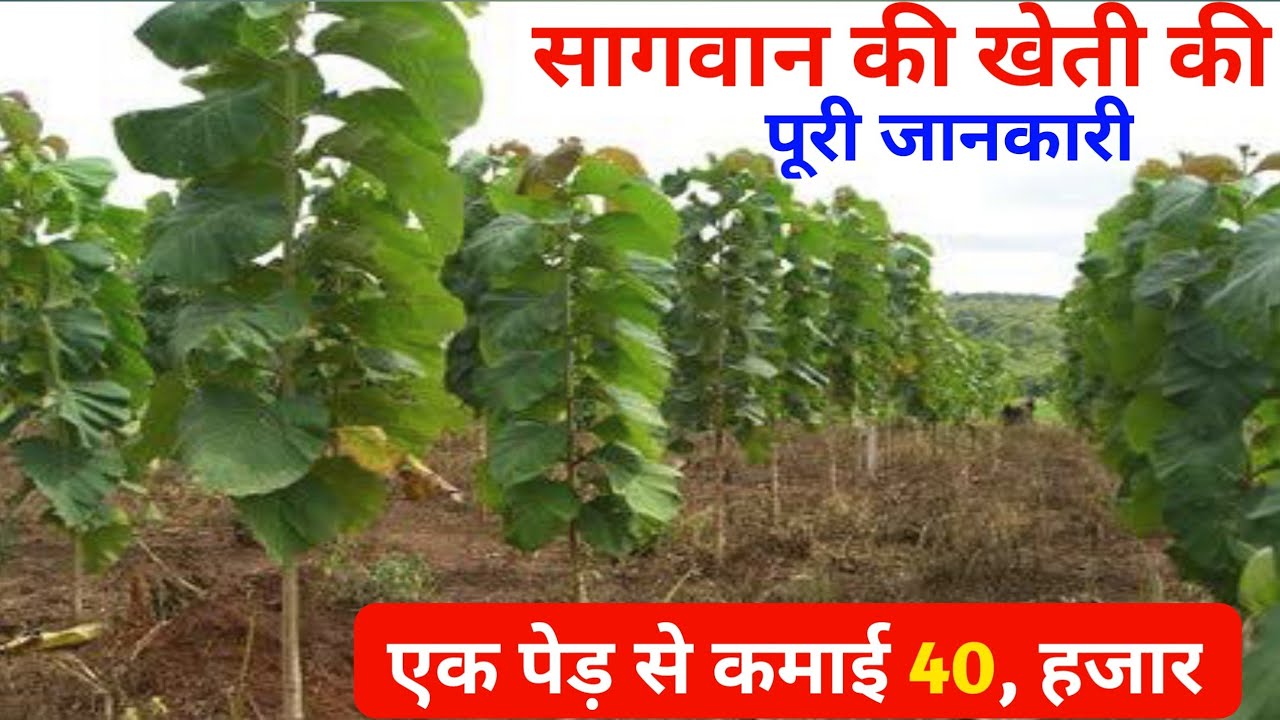 सागवान की खेती कैसे करें पूरी जानकारी। teak wood farming, sagwan ...