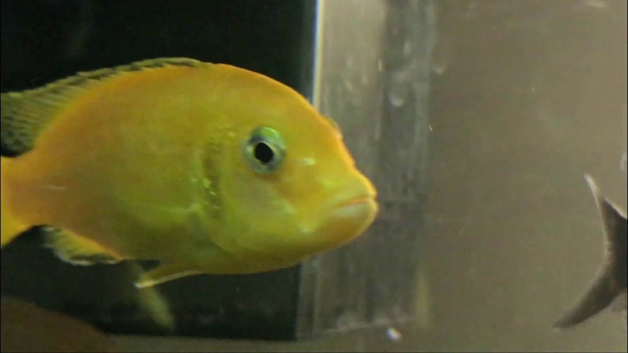 Riding the train with Colorful Fish ! - YouTube
