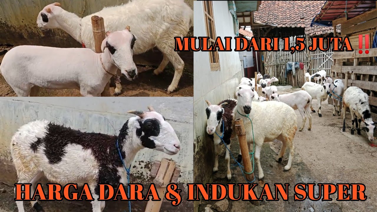 Harga Domba Garut Dara dan Indukan Big Bertanduk Super Cocok Untuk ...