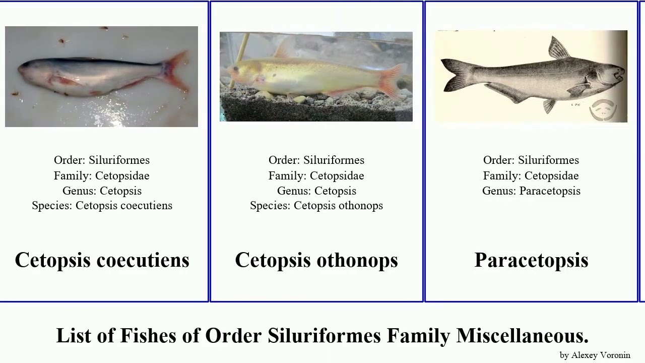 Fishes of Order Siluriformes Family Miscellaneous catfish stream conta ...