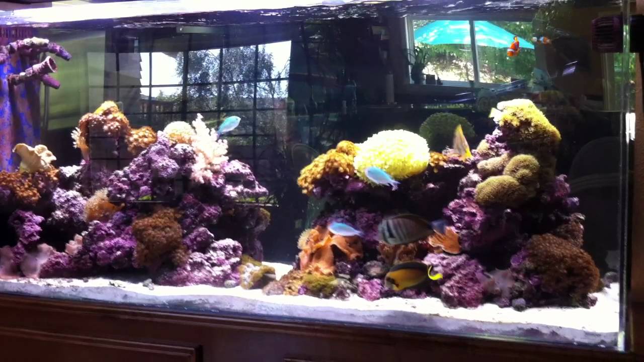 Beautiful Salt water aquarium, easy to care for - YouTube