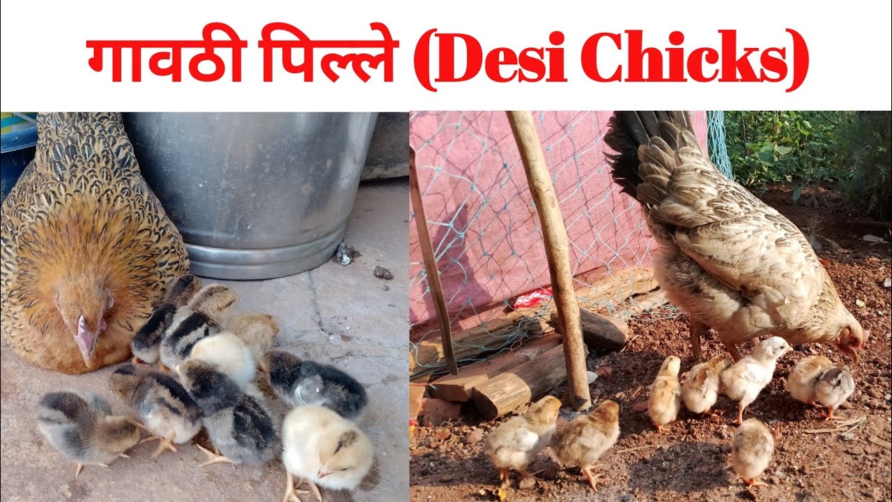 Desi Chicks | गावठी पिल्ले | देशी चुजे - YouTube