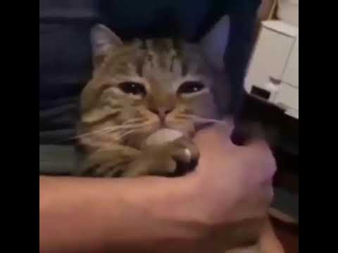 Cat cries while listening to Guts' theme from Berserk | Guts' Theme ...