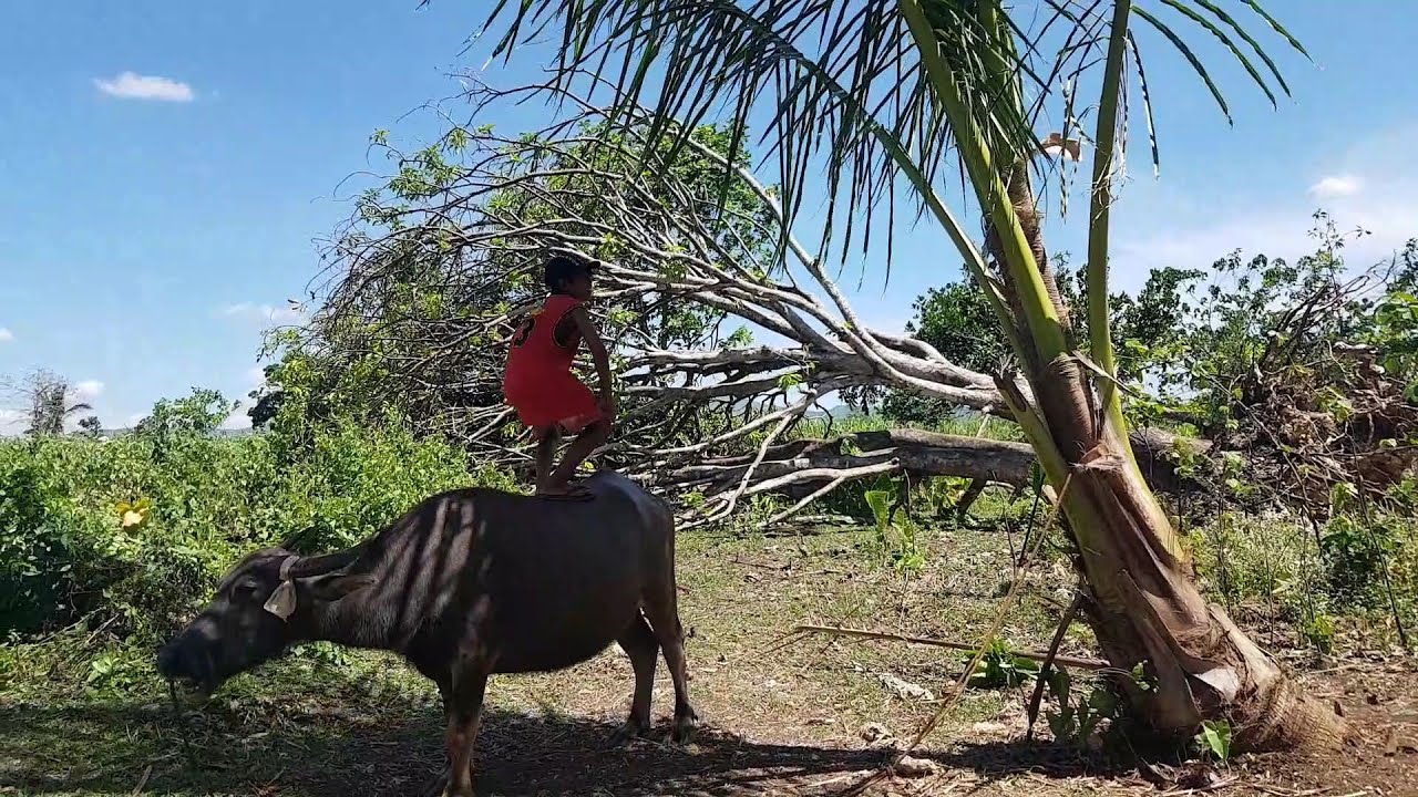 RIDING CARABAO MORE FUN IN THE PHILIPPINES 😊 WITH MY FAM - YouTube
