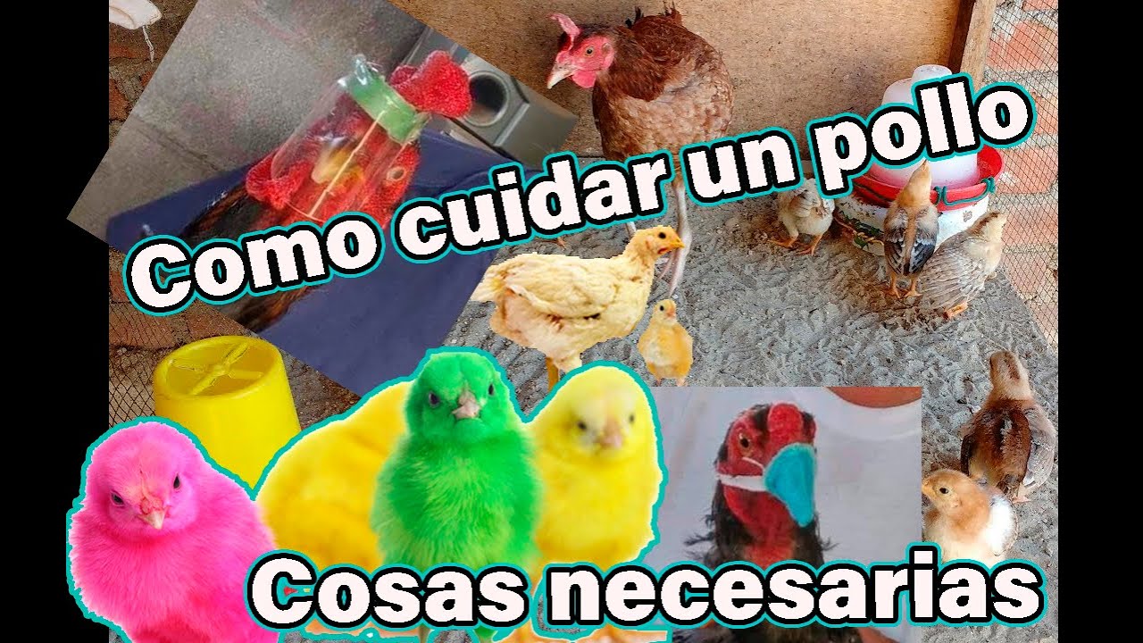 como cuidar pollos, gallinas, gallos (COSAS NECESARIAS PARA CUIDAR ...
