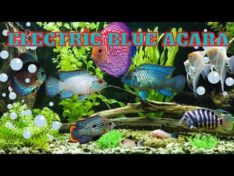 🐠 Blue Acara ile Akvaryumunuza Renk Katın: Bakım ve Üretim Rehberi! 🎉💡