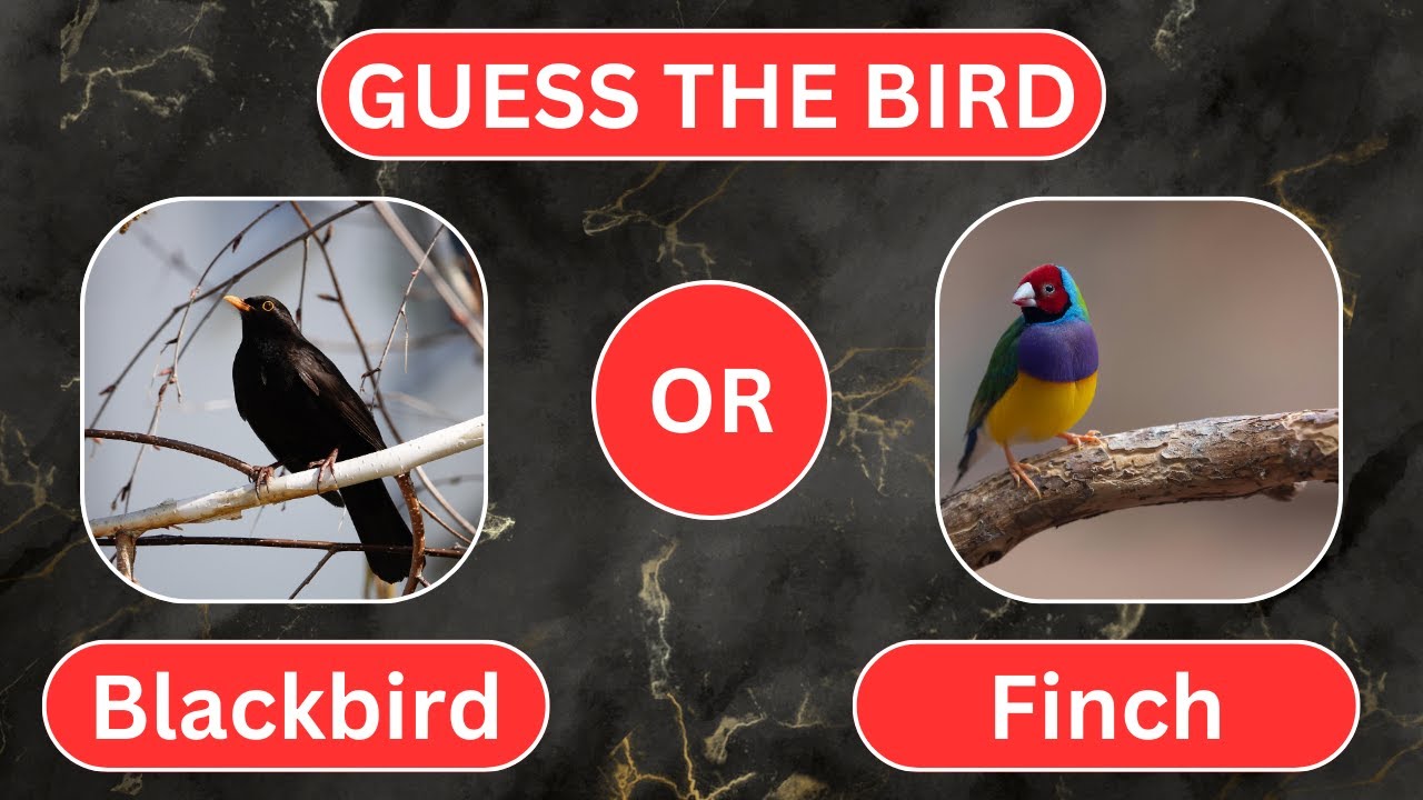 Guess the Bird#quiz #education #trivia #guesser #fun #riddles # ...
